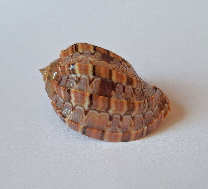 Harpa major - TOP COLOR :: SHELLS FOR YOU.CZ